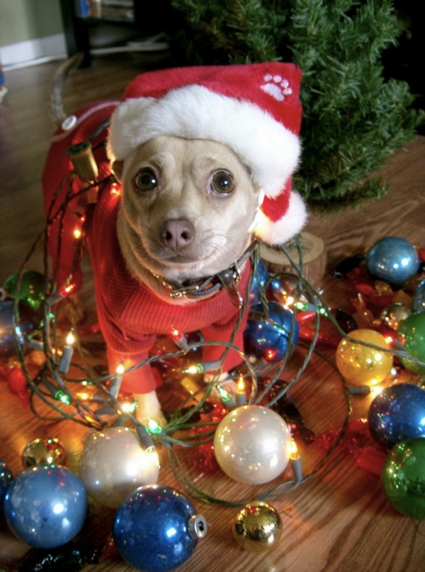 Funny Image Collection: Funny Christmas Dog photos and funny Christmas ...