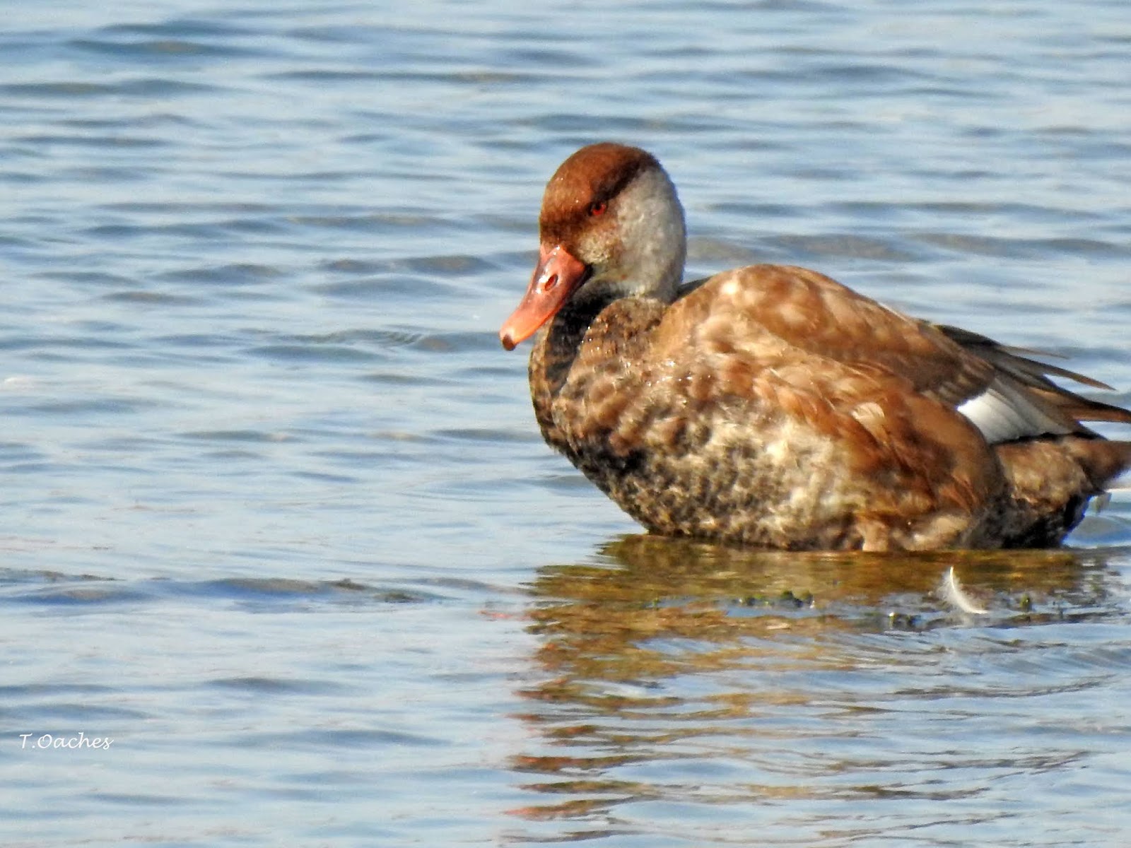 PASARI DIN ROMANIA: RATA CU CIUF, Netta rufina
