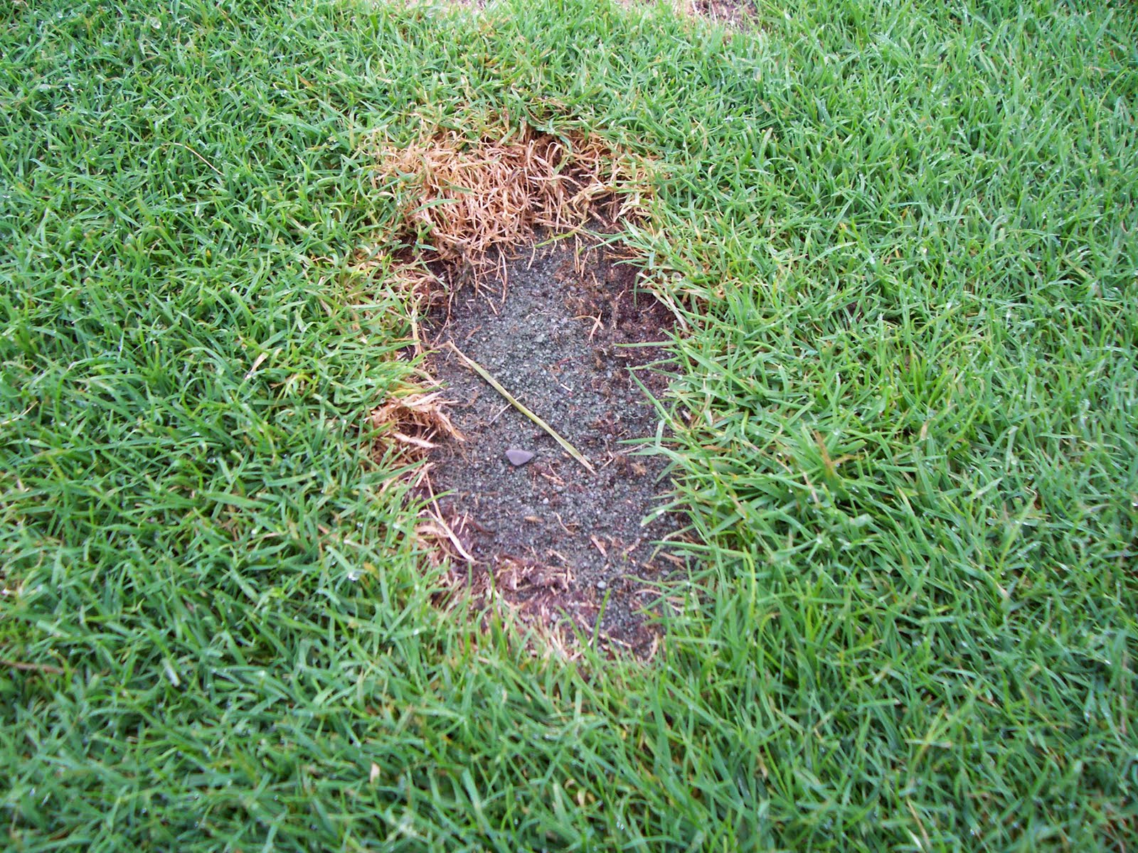 Bellevue Grounds: Proper Way to fill a Divot.