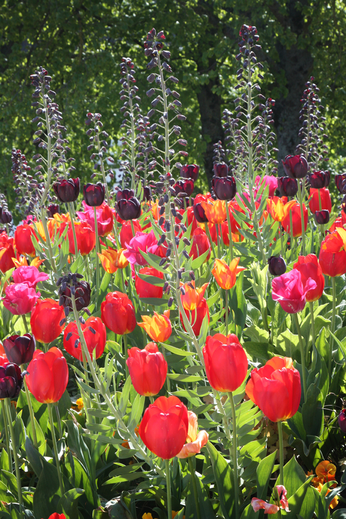 Amboise Daily Photo: May flowers