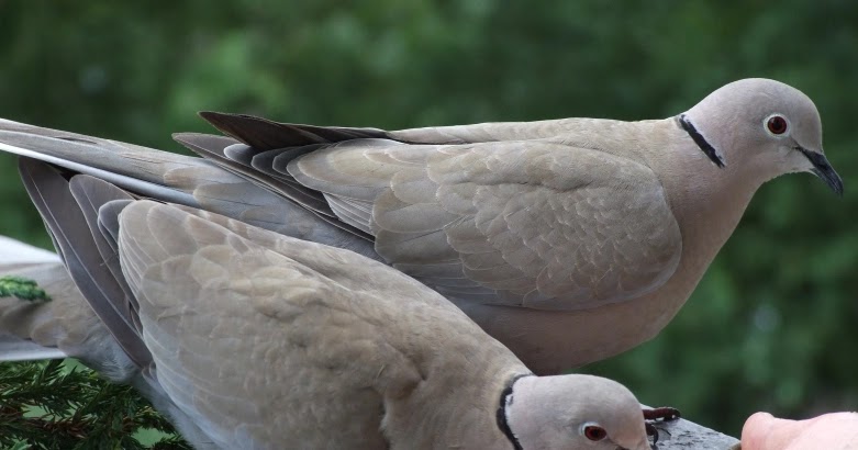 Cara Menjinakan Burung Puter Dalam Waktu Singkat - Sangkarlapis