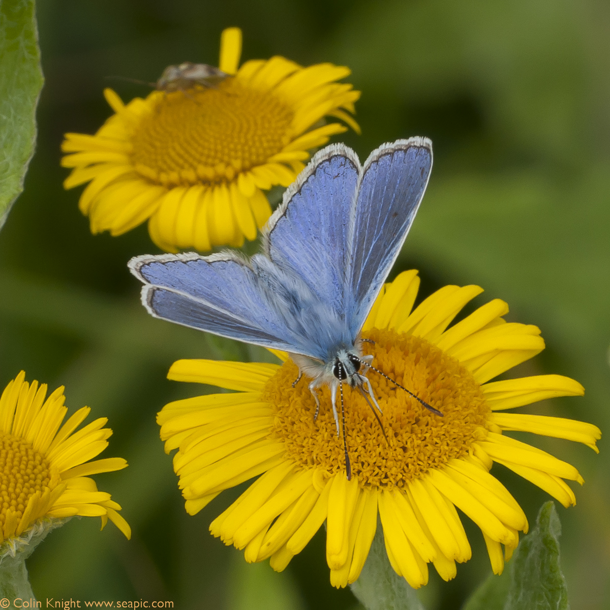 Postcards from Sussex: July 2013