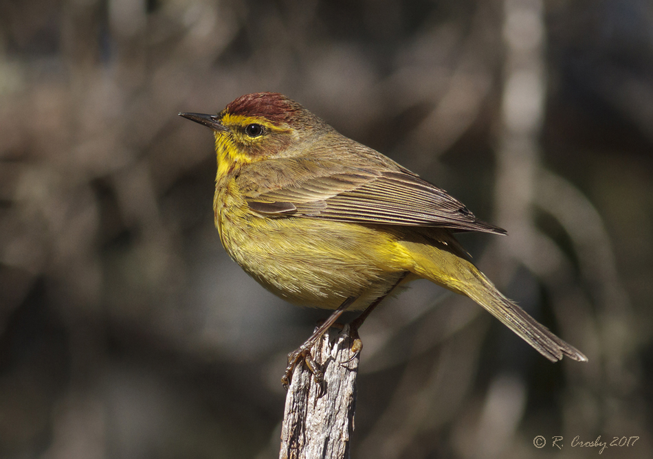 South Shore Birder: Palm Warblers - April 21st