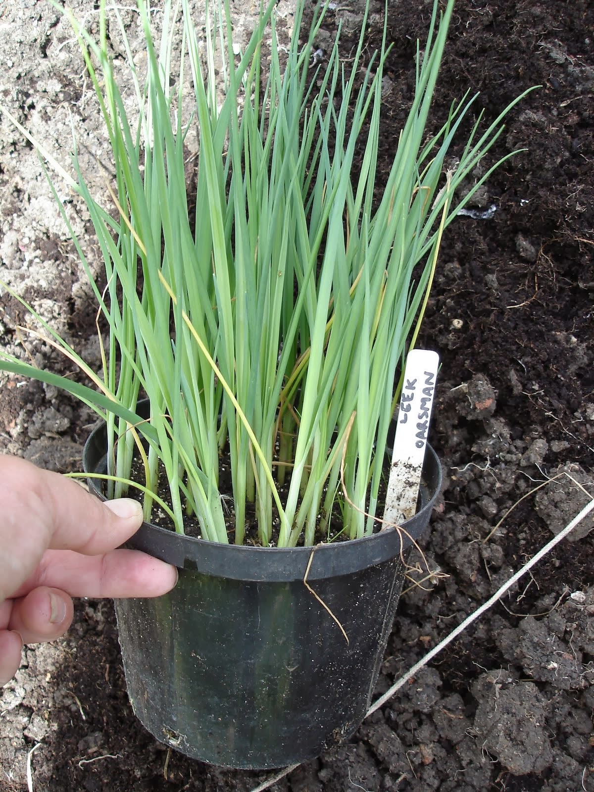 Seminte si plante de gradina hobby: Praz gigant Bulgarian