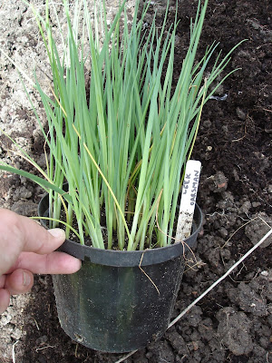 Seminte si plante de gradina hobby: Praz gigant Bulgarian