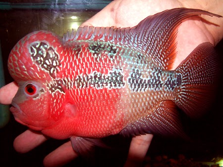 Super red dragon | Louhan Specialist