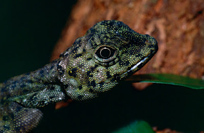 Real Monstrosities: Flying Dragon