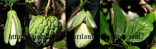 Biodiversity of Sri Lanka: සීනි-ආතා/අනෝදා[seeni-aatha/Anodha]/Sugar ...