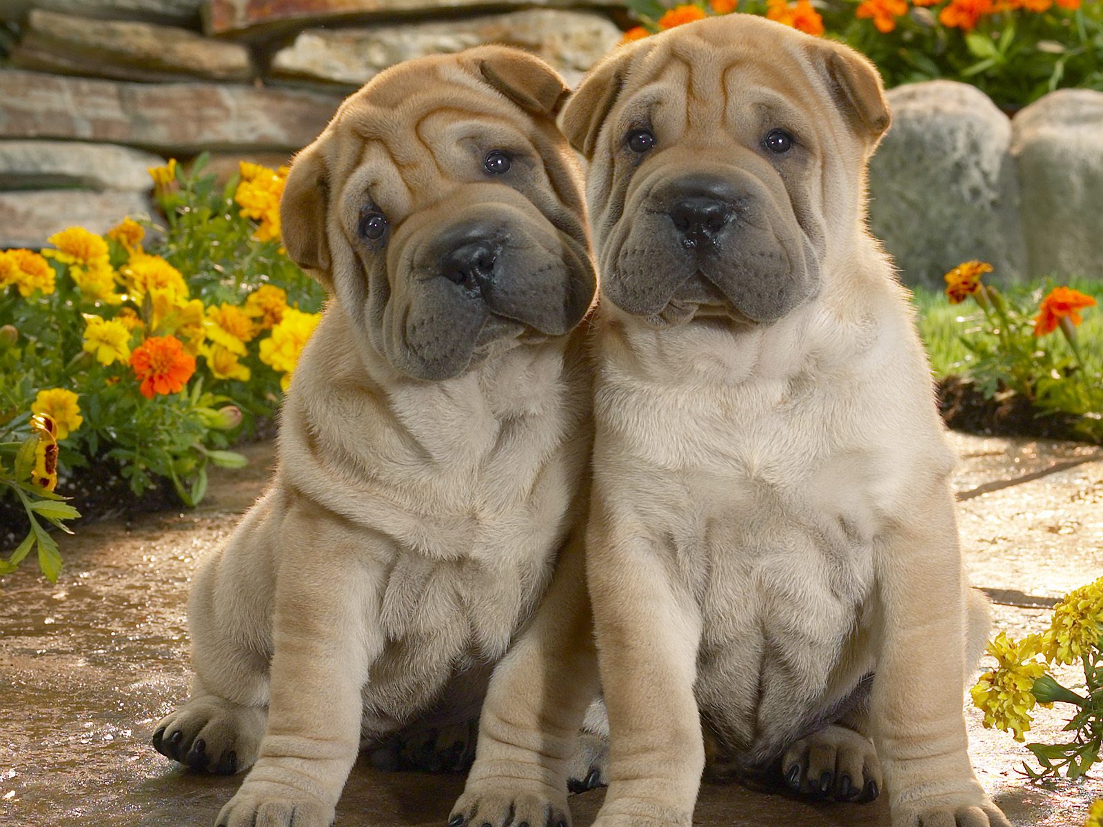 la página de toni: Cachorros Shar Pei (Piel de Arena)