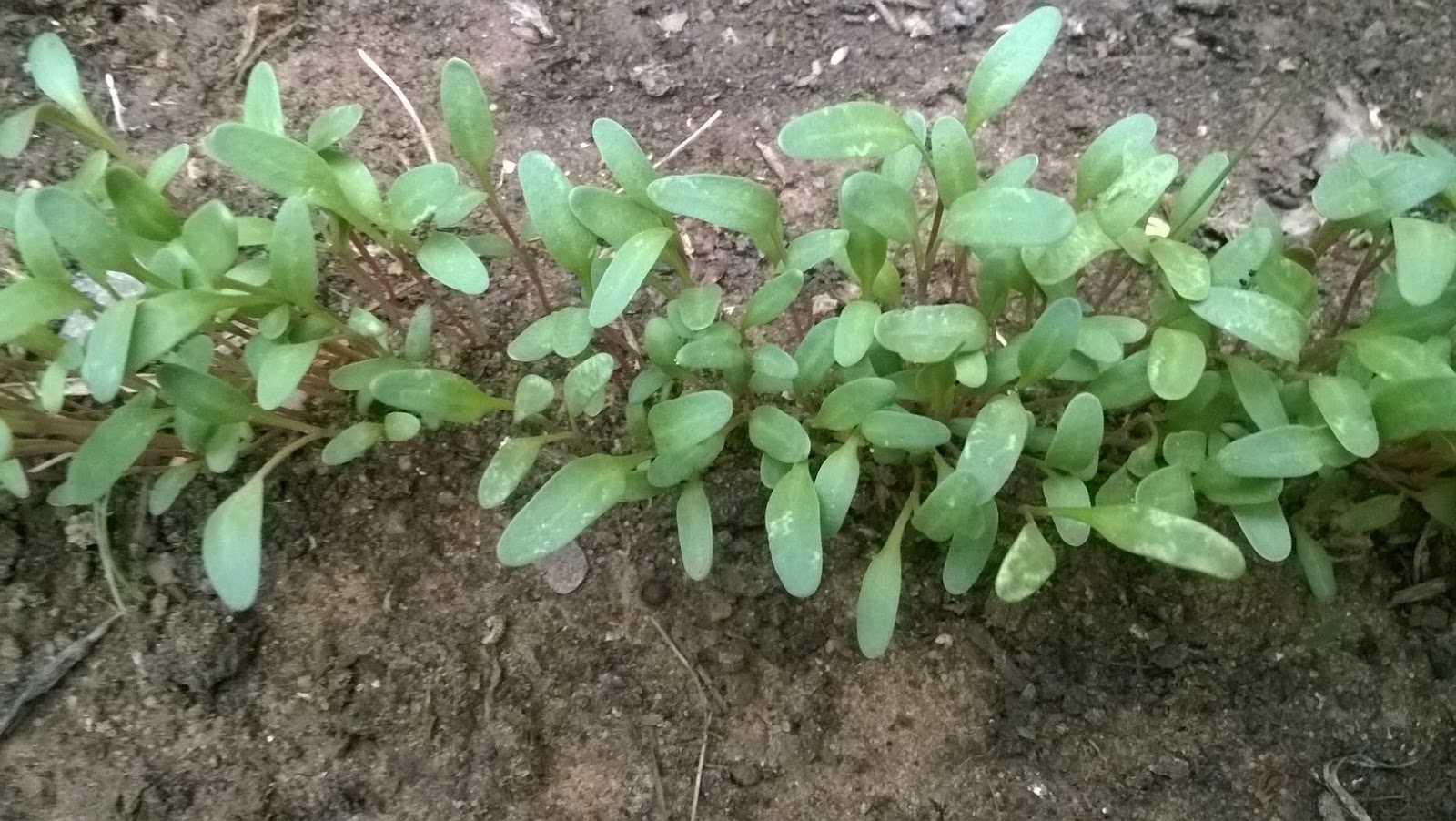 How To Grow Organic Chard