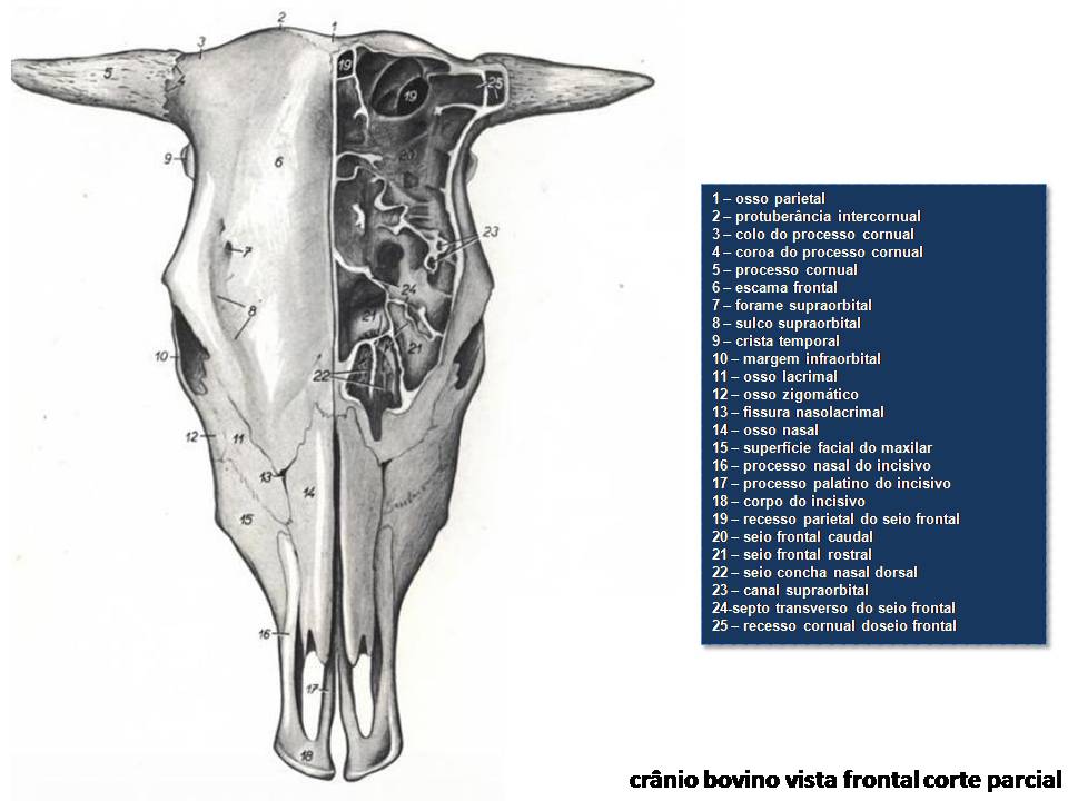 ZOOTECNIA UFMS: Anatomia - ossos crânio bovino