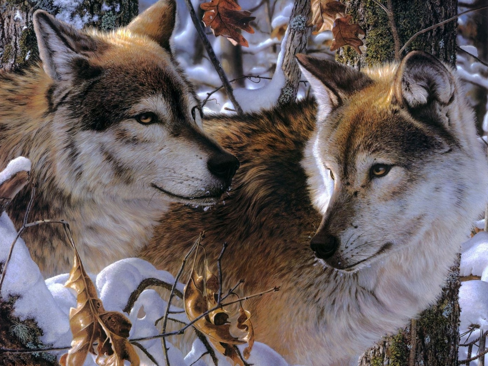 Fotografías de feroces lobos en campo natural