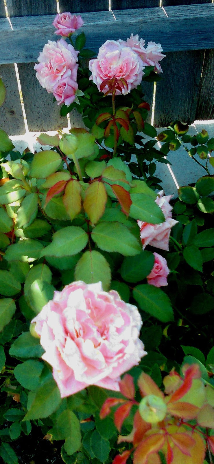 Earth-Kind Roses: An Introduction