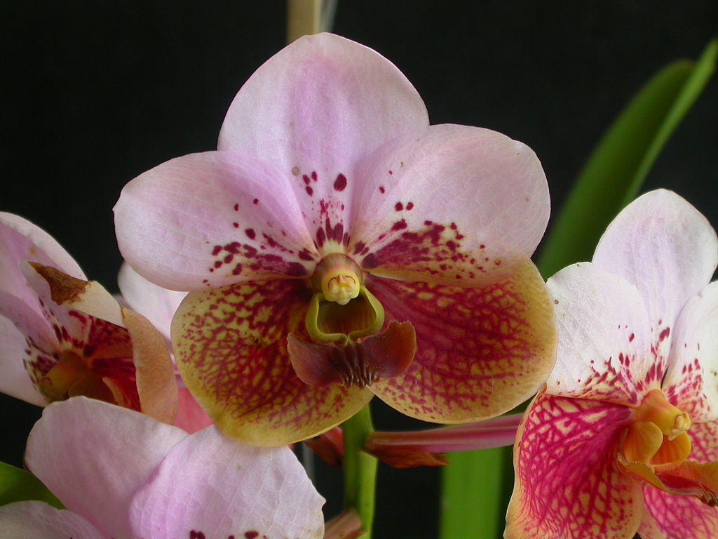 Grow and care Vanda sanderiana orchid - Sanders Vanda - Waling-Waling ...