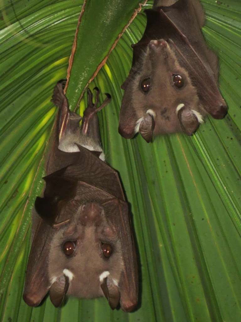 Crowned Eagle Research in KwaZulu-Natal: A bat in the hand