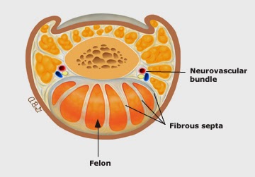 Cuidado estético de manos y pies