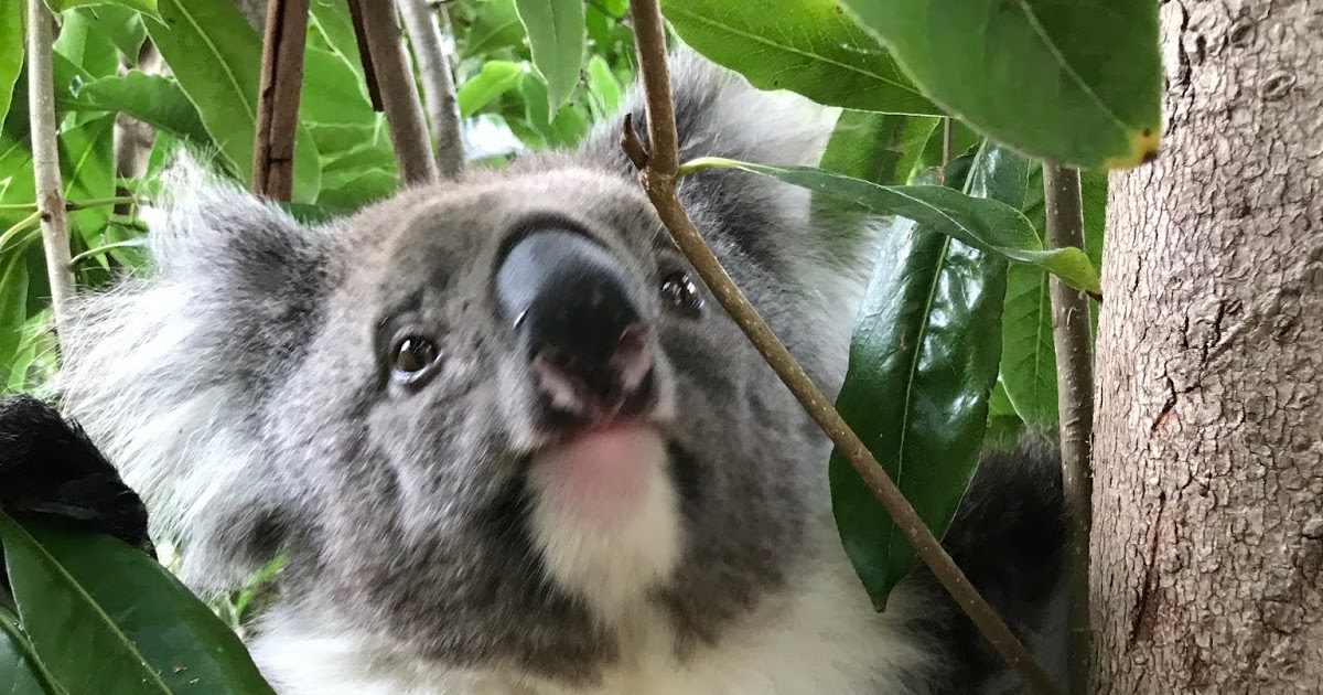 Melissa Williams-Brown - Australian Photographer: Kylie Koala.