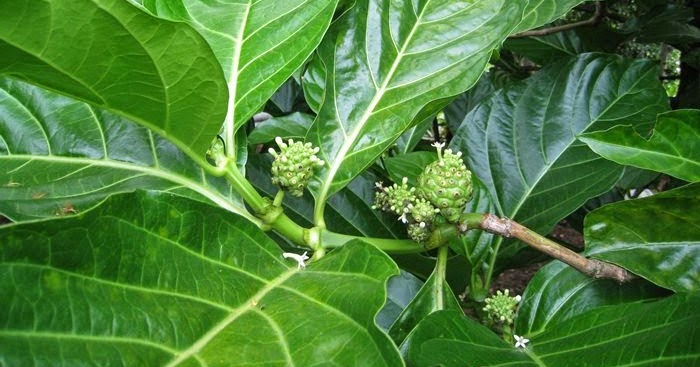 9 JENIS TANAMAN OBAT DISEKITAR KITA - Mantri Tani