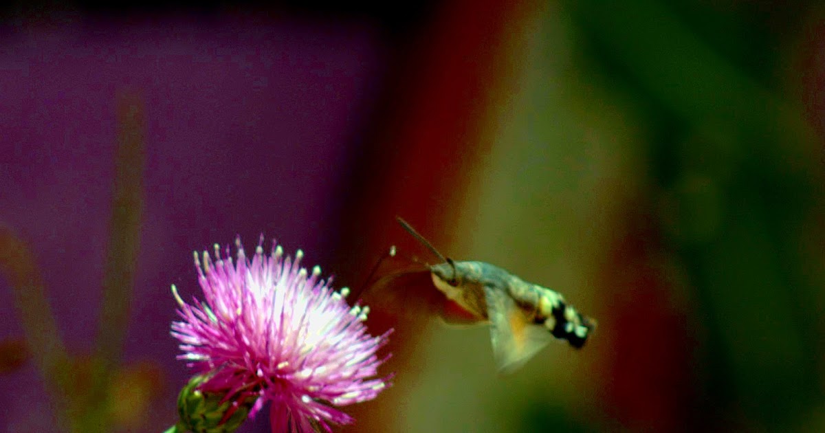 Esfinge Colibrí - Macroglossum Stellatarum | Fotografía Demetrio Fernández