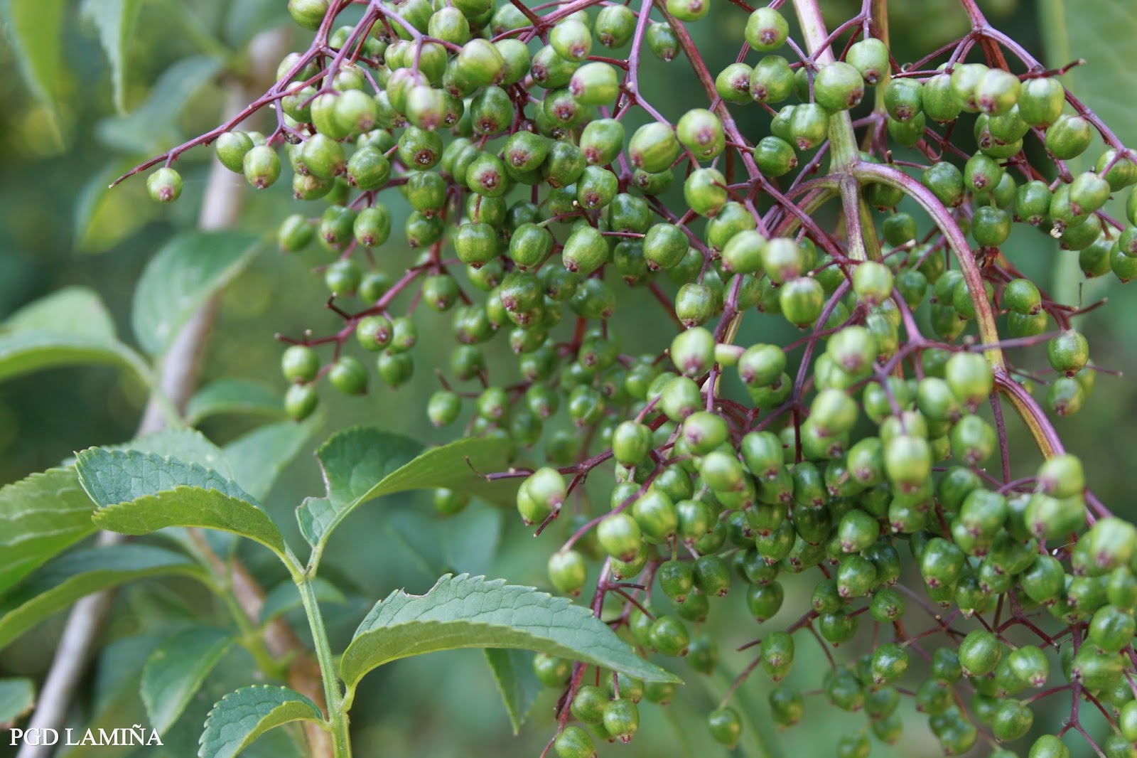 SAMBUCUS NIGRA. sauco.