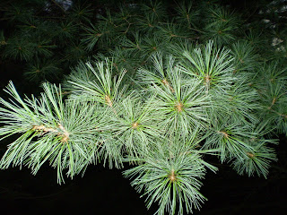 WHS AP Biology 2011: Organisms in different plant divisions