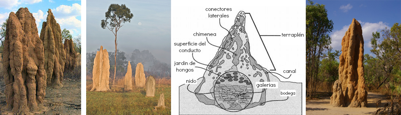 APUNTES - REVISTA DIGITAL DE ARQUITECTURA: Los termiteros, de acuerdo a ...