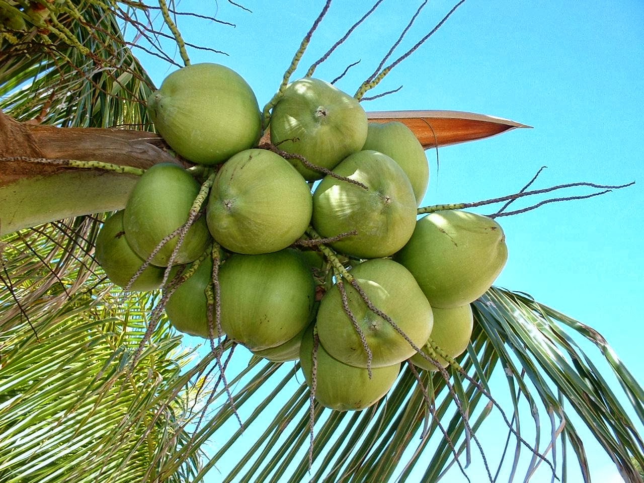 COMSERCAF lança programa de coleta e reciclagem de coco verde - Fique ...