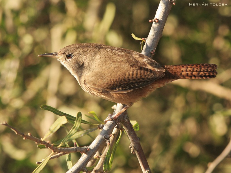Aves Bonaerenses: Ratonera común (Troglodytes musculus)