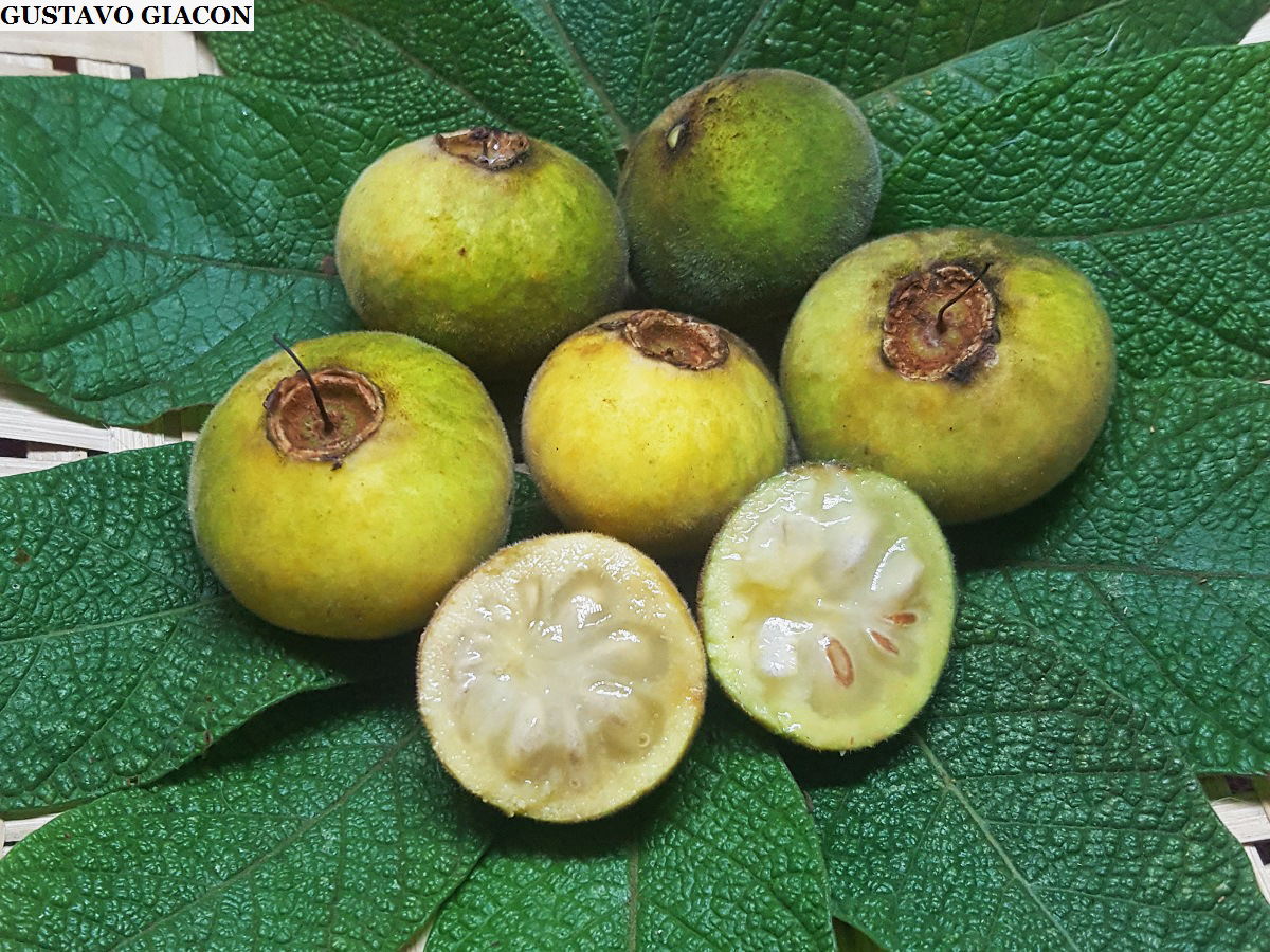 Viveiro Ciprest - Plantas Nativas e Exóticas: Sete Capotes ...