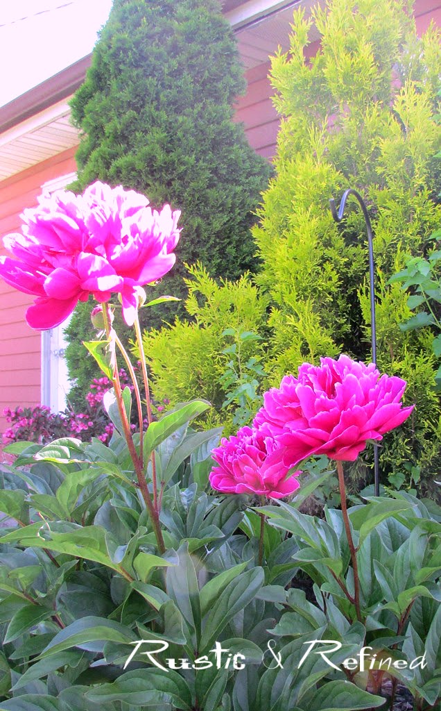 Late Spring Garden Flowers | Rustic & Refined