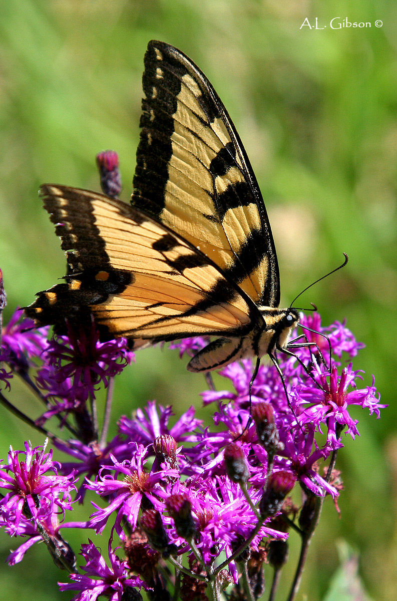 The Buckeye Botanist: Puddles and Butterflies