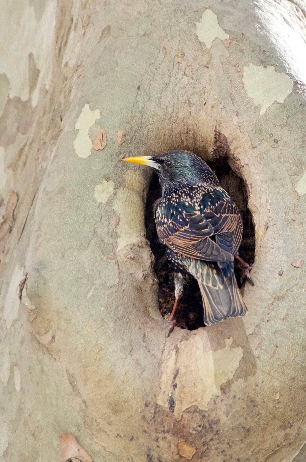 Urban Wildlife Guide: Nest Shopping
