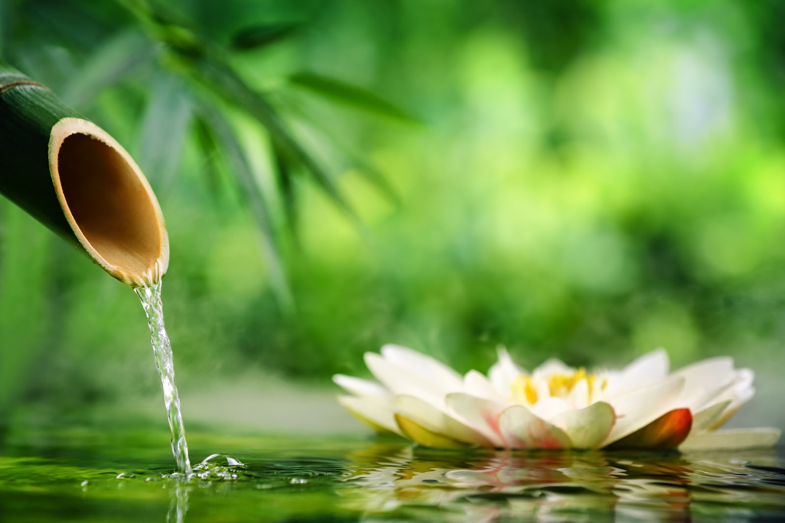 La importancia de las Terapias Complementarias en la sociedad de hoy