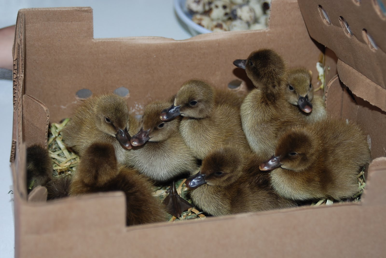 along the trail: M R Ducks!