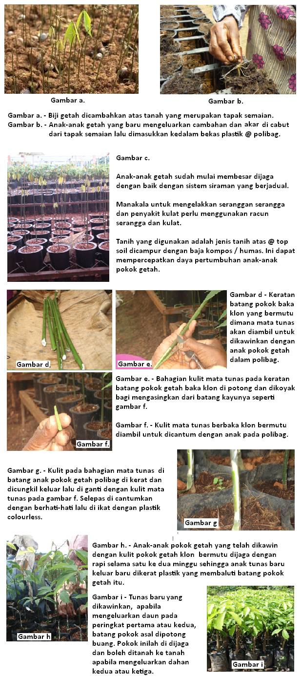 Pagar Museh: BAHAGIAN 2 - INDUSTRI GETAH DI MALAYSIA