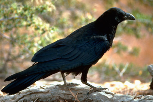 MARIGUARI: CUERVO (Corvux corax)