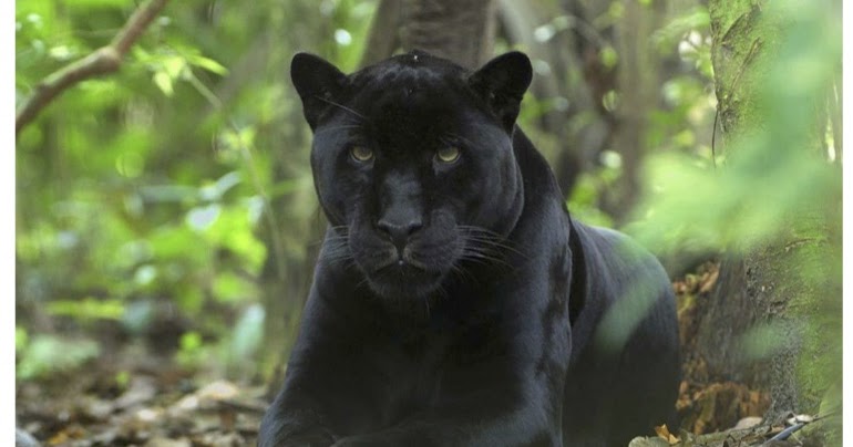 Texas Cryptid Hunter: New/Old Black Panther Sightings