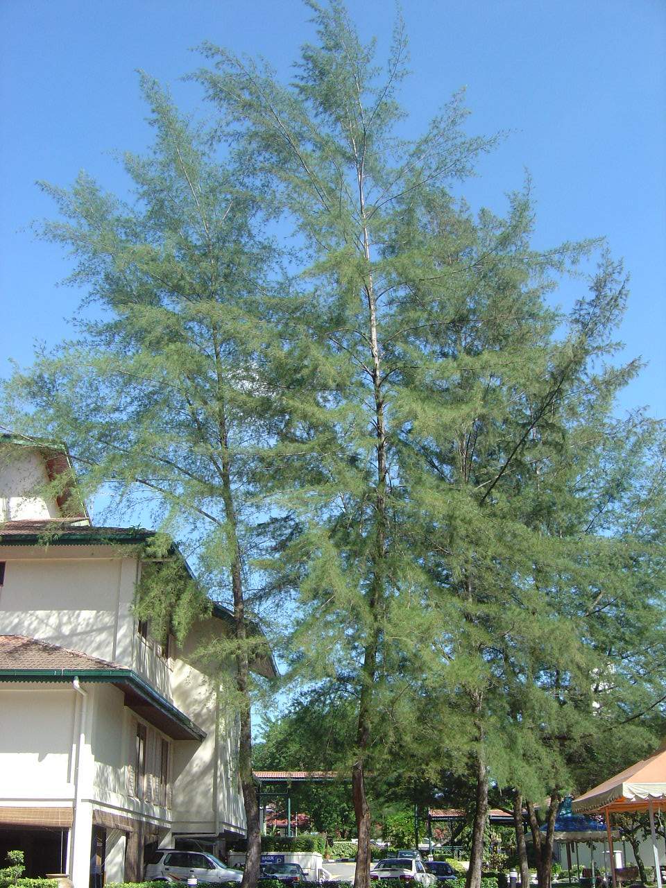 MOLALEVI: Casuarina Equisetifolia