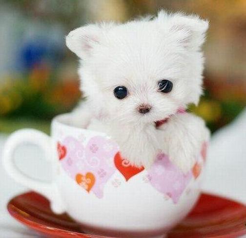 The dog in world: dogs images so cute cute cute and cute