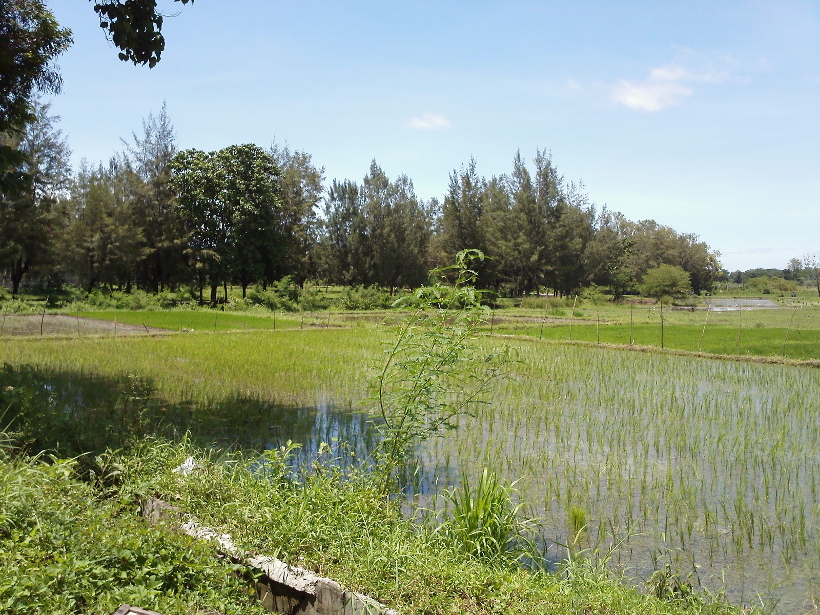 Discover the world with Kanuto: POEM TO THE MMSU AGOHO TREES (Tagalog)
