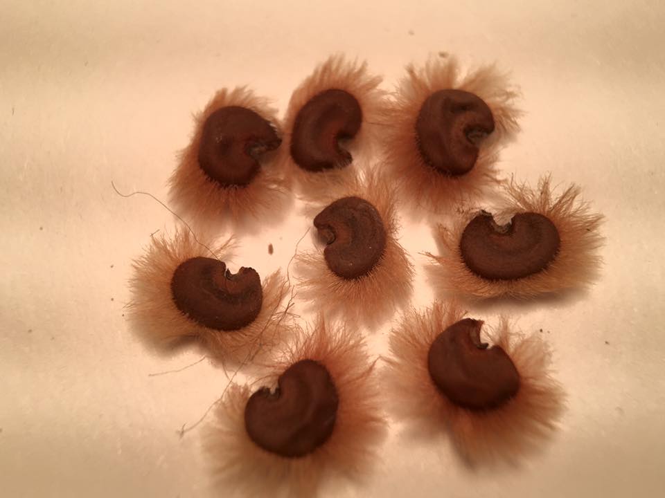 The Natural Naturalist: Seed Dispersal with wind and gravity