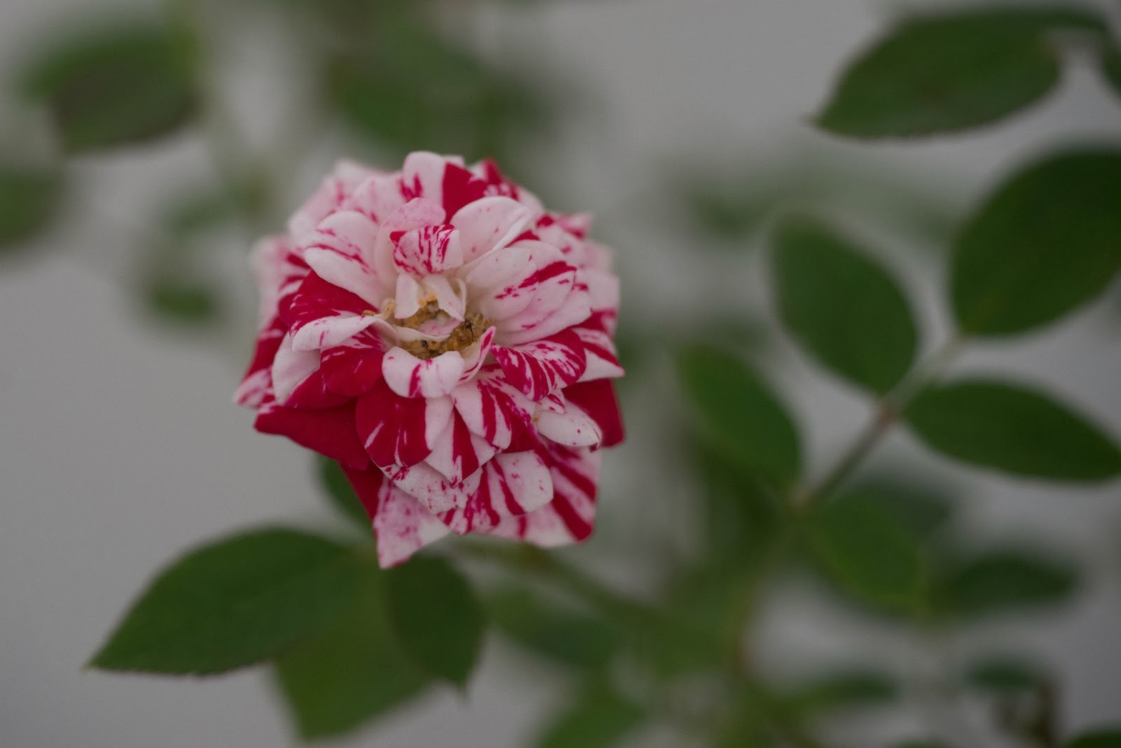 Flower Gallery: Rose Gallery - Jolly Cupid バラ・ギャラリー ジョリー・キューピッド