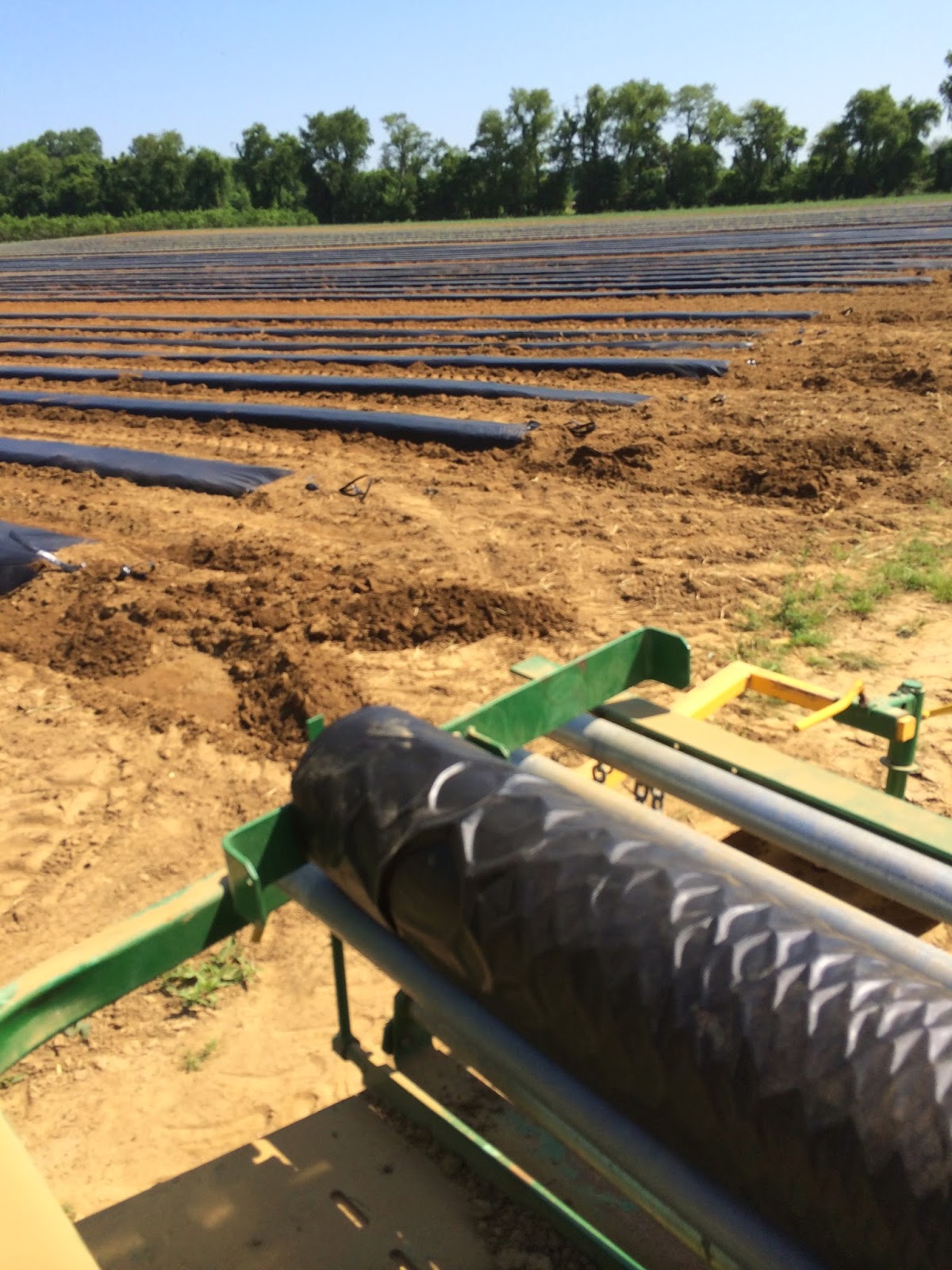 Robson's Farm: Plastic and Planting