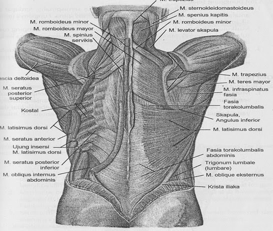 Anatomi Fisiologi: SISTEM MUSCULARIS (SISTEM OTOT)