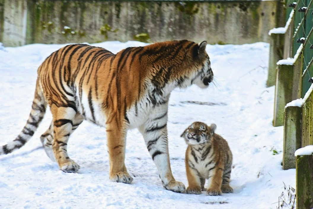 Funny animals of the week - 16 January 2015 (40 pics) | Amazing Creatures