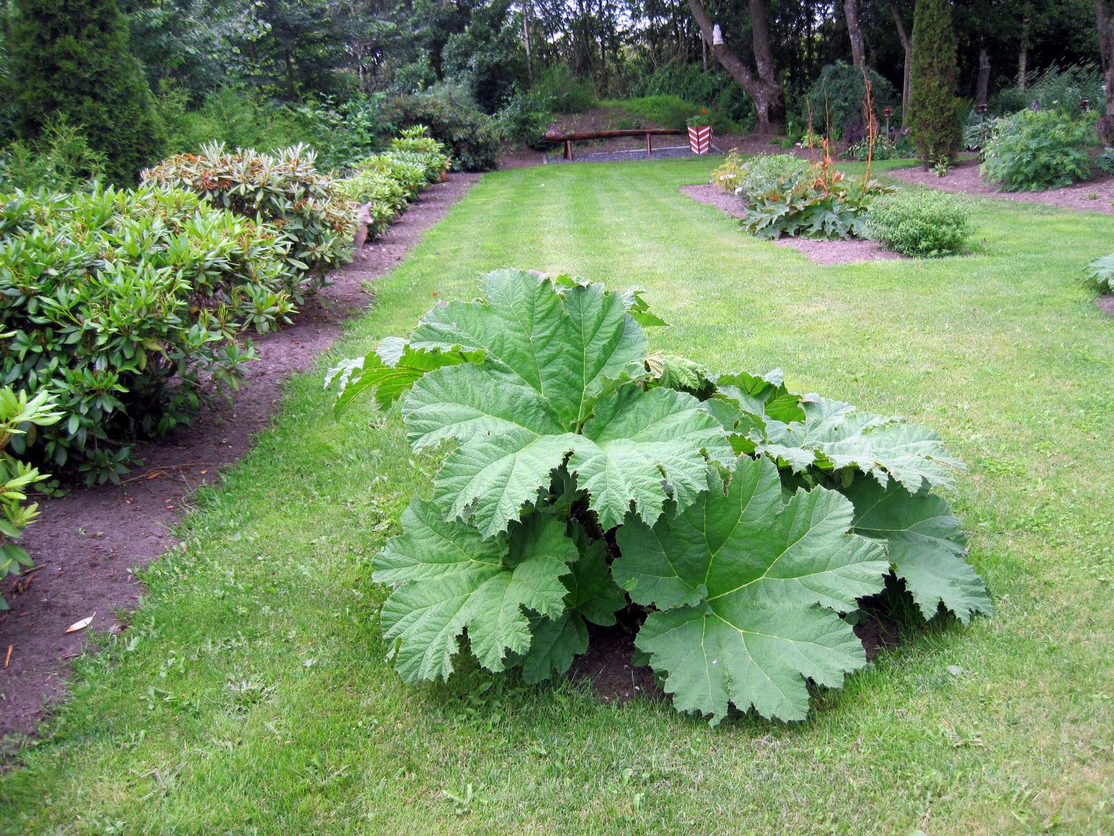 Gunnera manicata - Giant Rhubarb