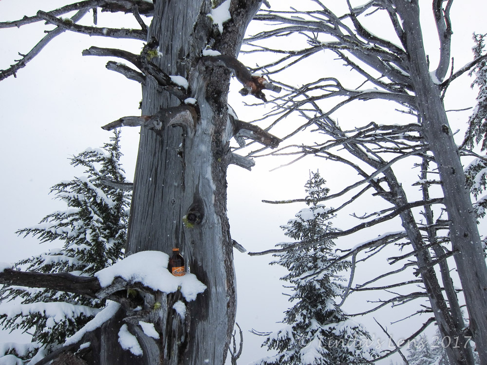 Linda's Lens: Beer in the Bra Tree