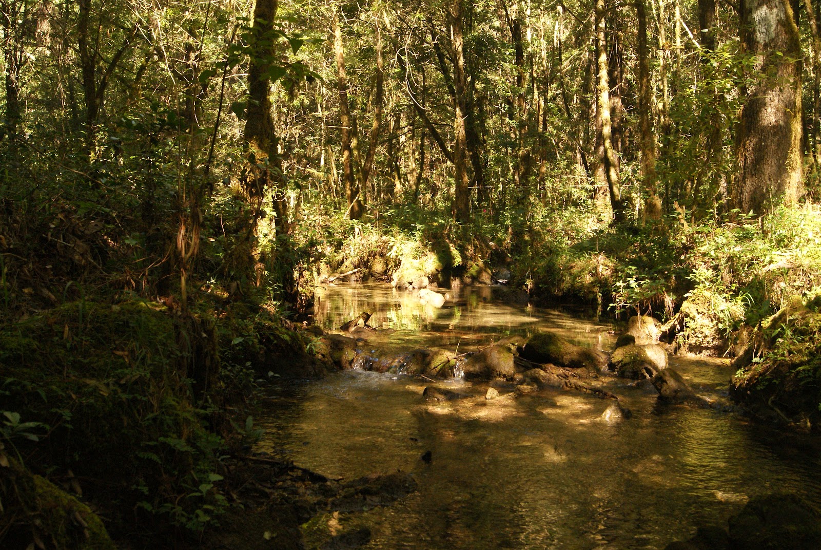 Crónicas Garcianas: El bosque mesófilo de montaña