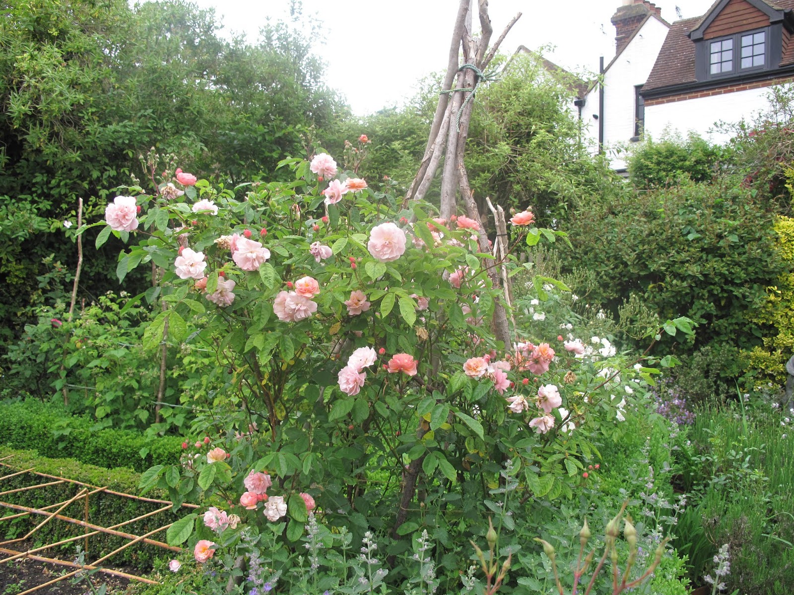 Joanne's Cottage Garden: THE START OF THE ROSE FLOWERING SEASON