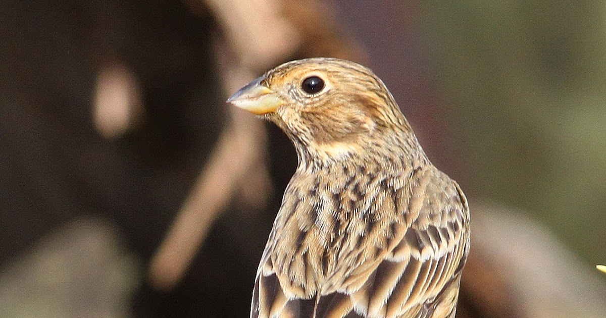 Another Bird Blog: Down And Down